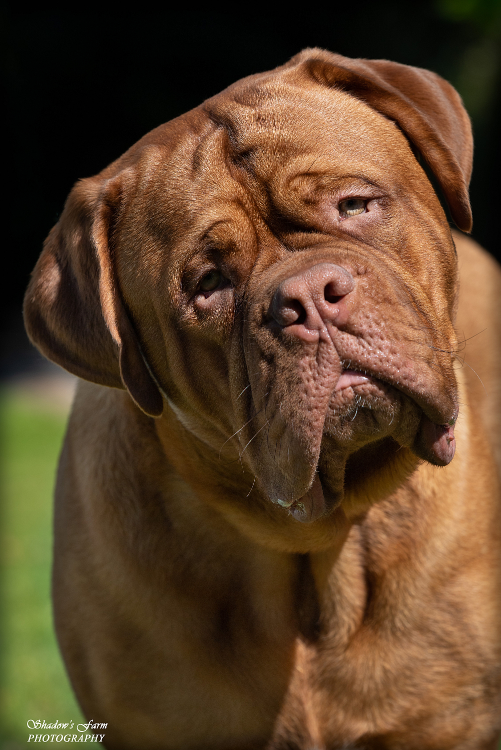 DIESEL - Galleries - Private Shoots - Shadows Farm Photography